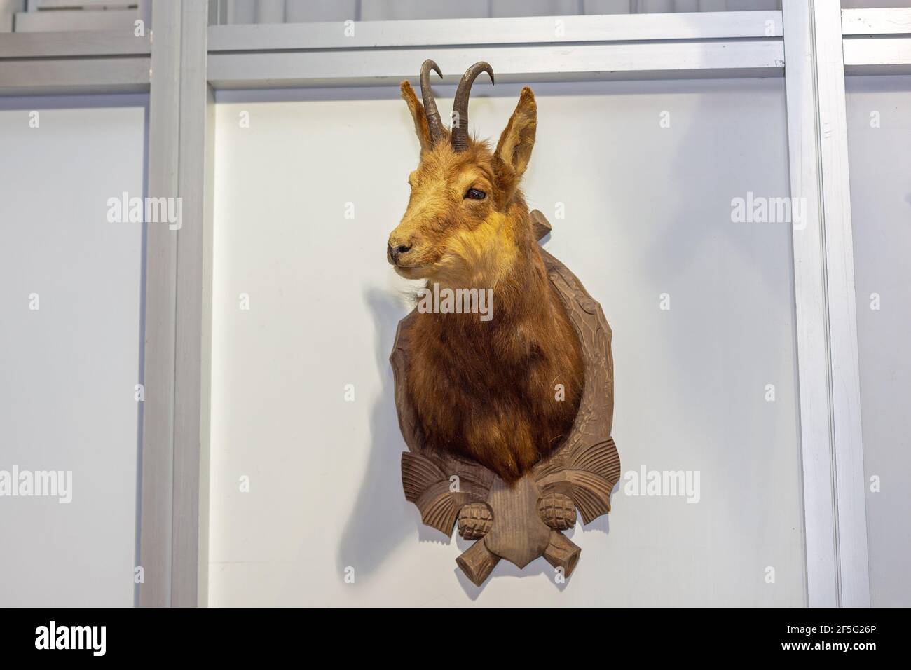 Mountain goat taxidermy hi-res stock photography and images - Alamy