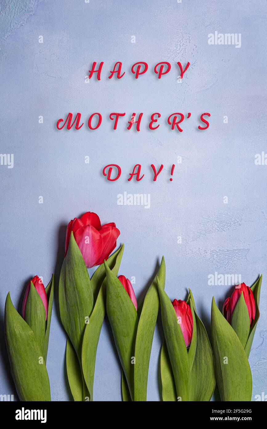 Five natural fresh bright pink and red tulip flowers with green leaves ...