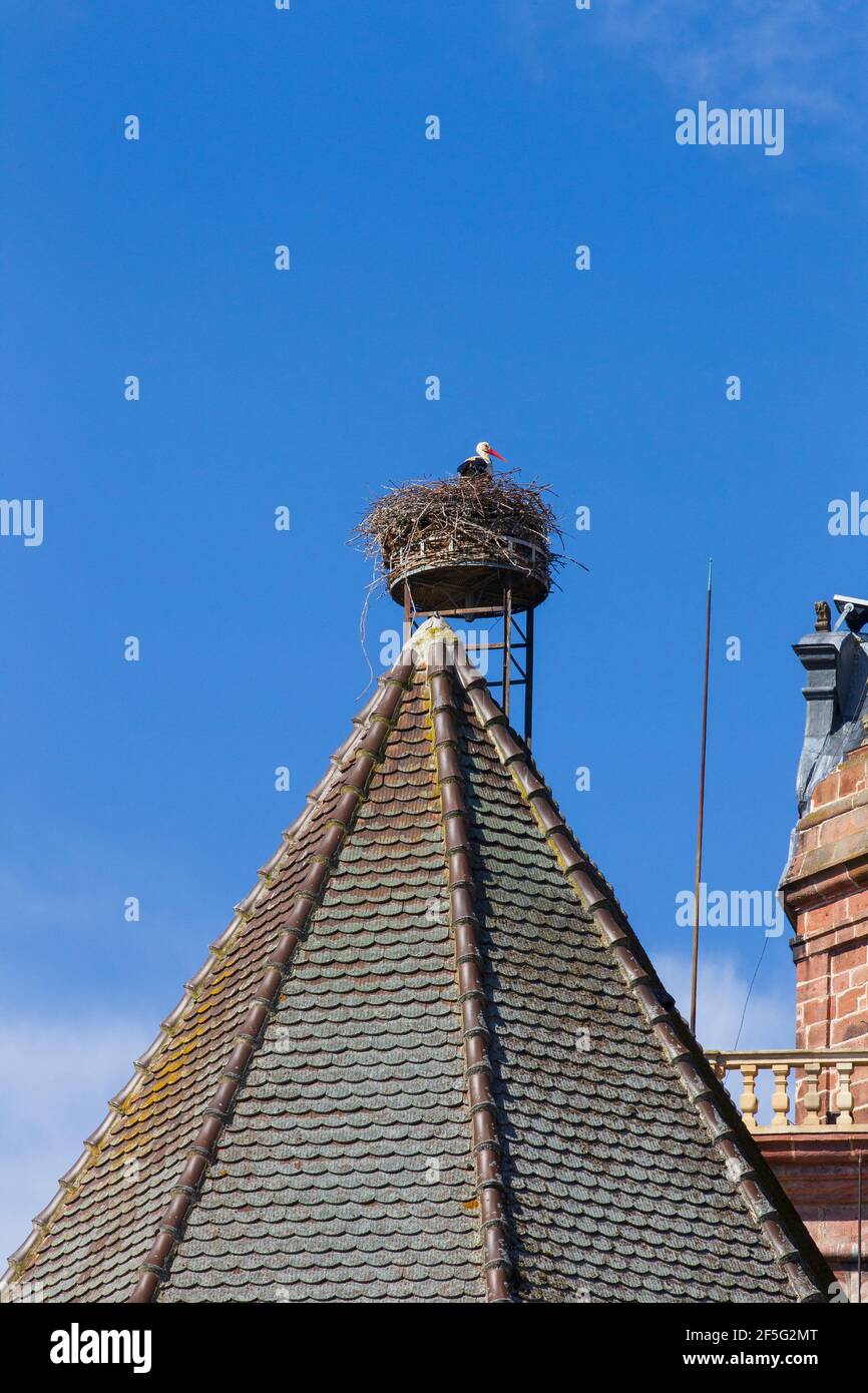 White stork ciconia alsace hi-res stock photography and images - Alamy