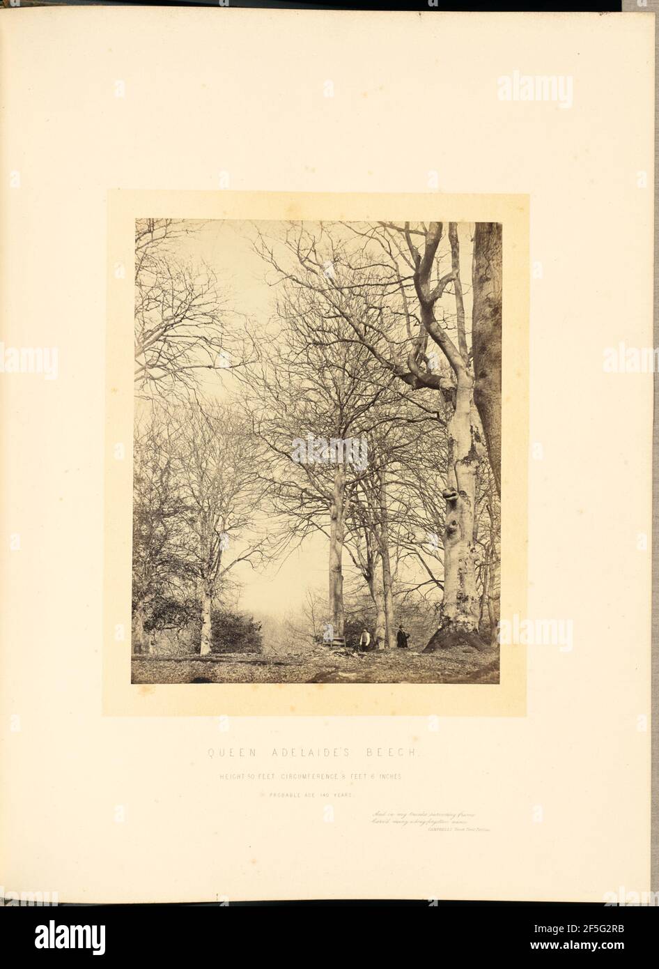 Queen beech hi-res stock photography and images - Alamy