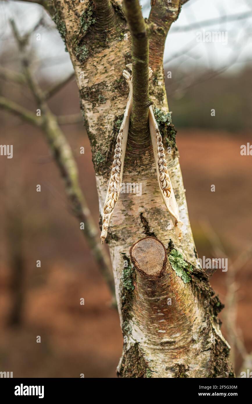 Tree of teeth hi-res stock photography and images - Alamy