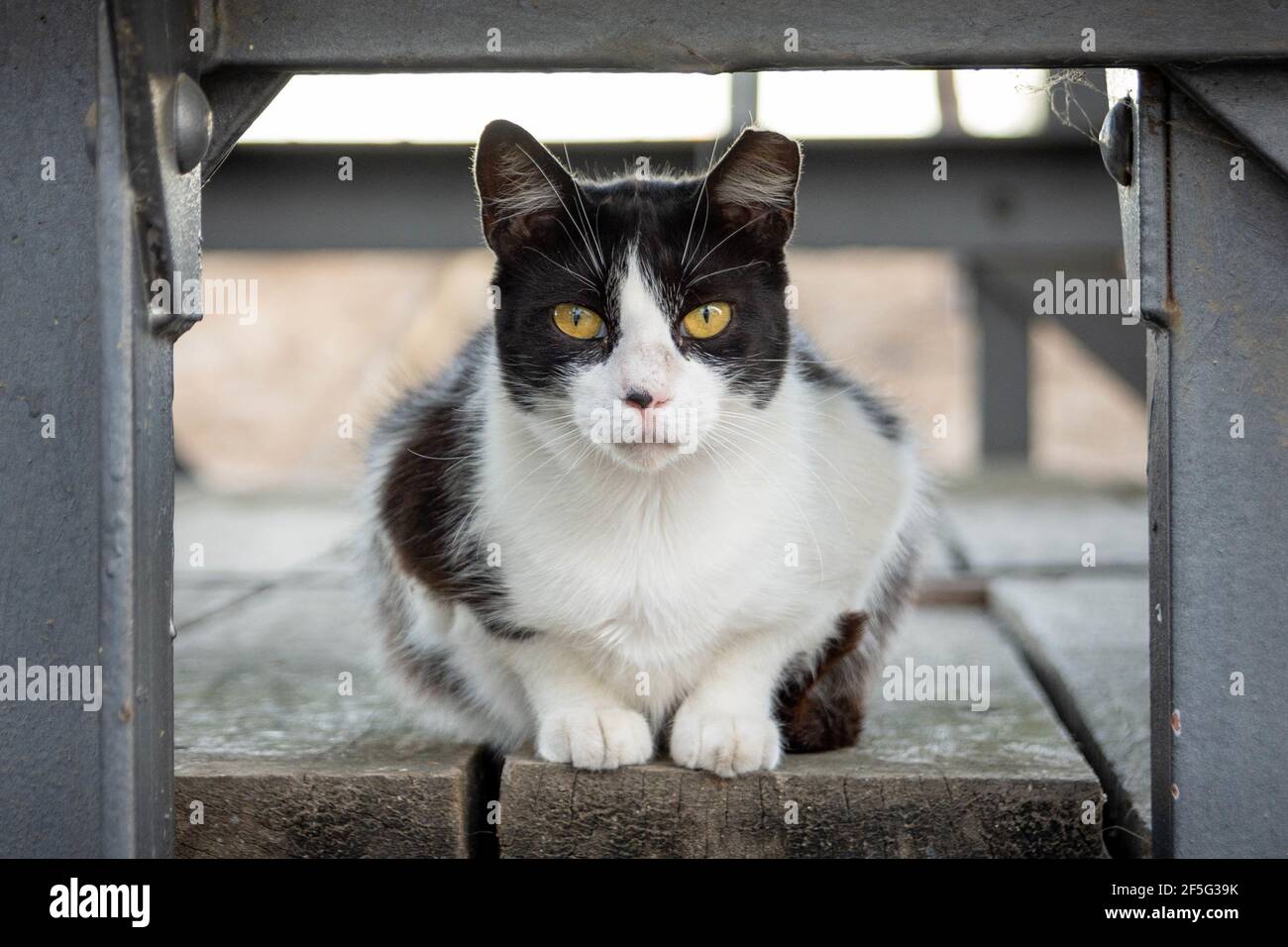Cute and elegant stray cat walking around in a port city Stock Photo ...