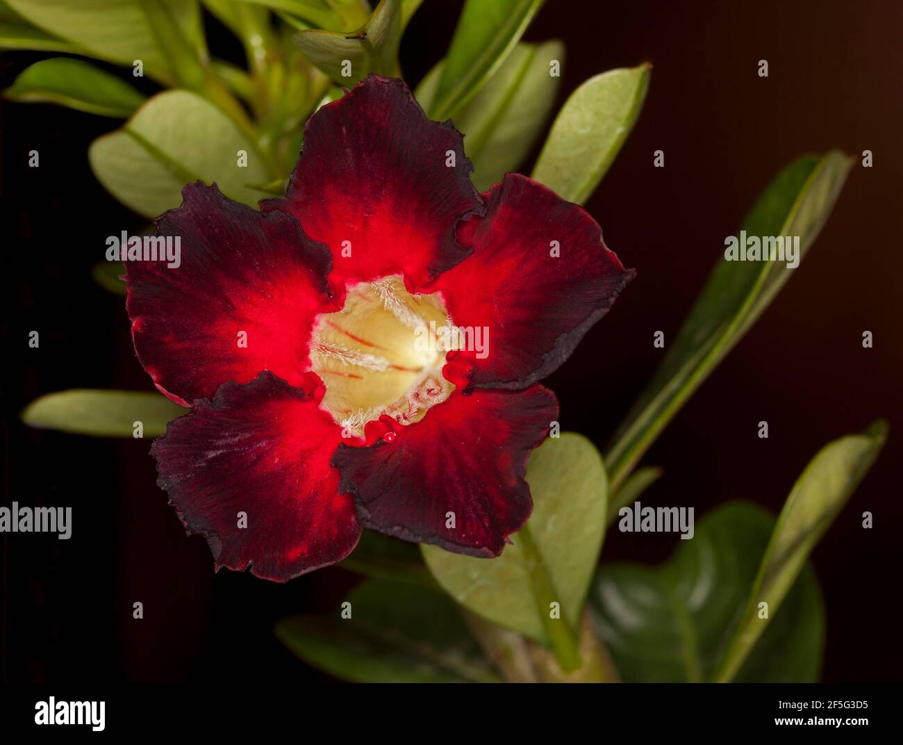 Spectacular and unusual dark red / black flower and green leaves of ...