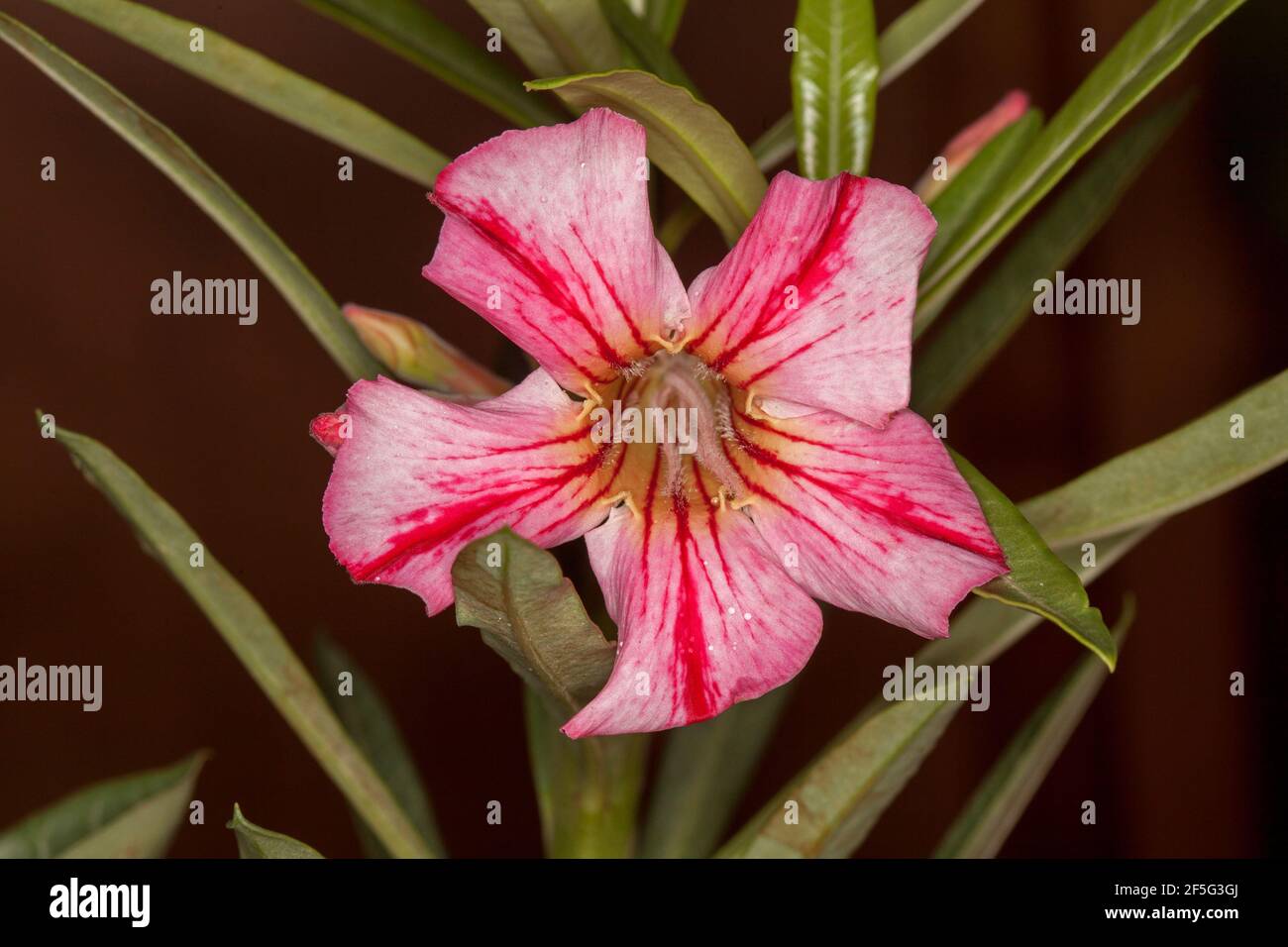 Unusual red and pink striped flower and green leaves of Adenium obesum ...