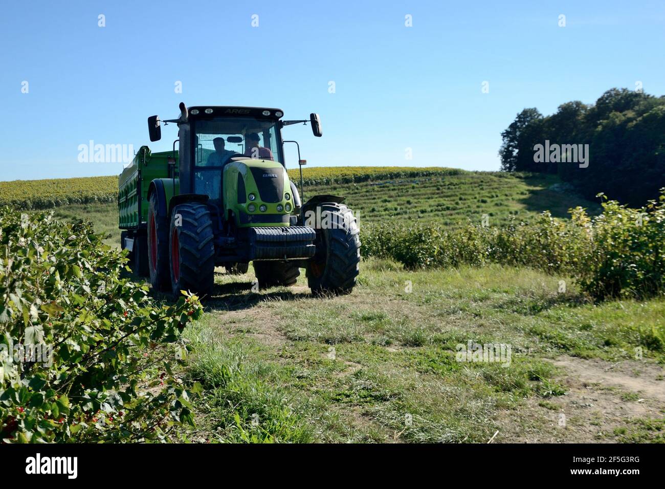 Polish farm crops hi-res stock photography and images - Alamy