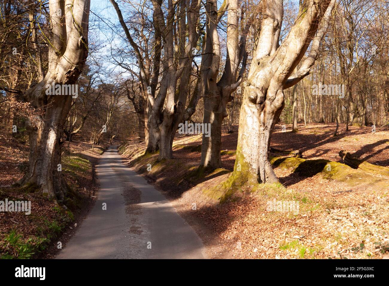 Road leading through beech trees near Felbrigg Hall, Norfolk Stock ...