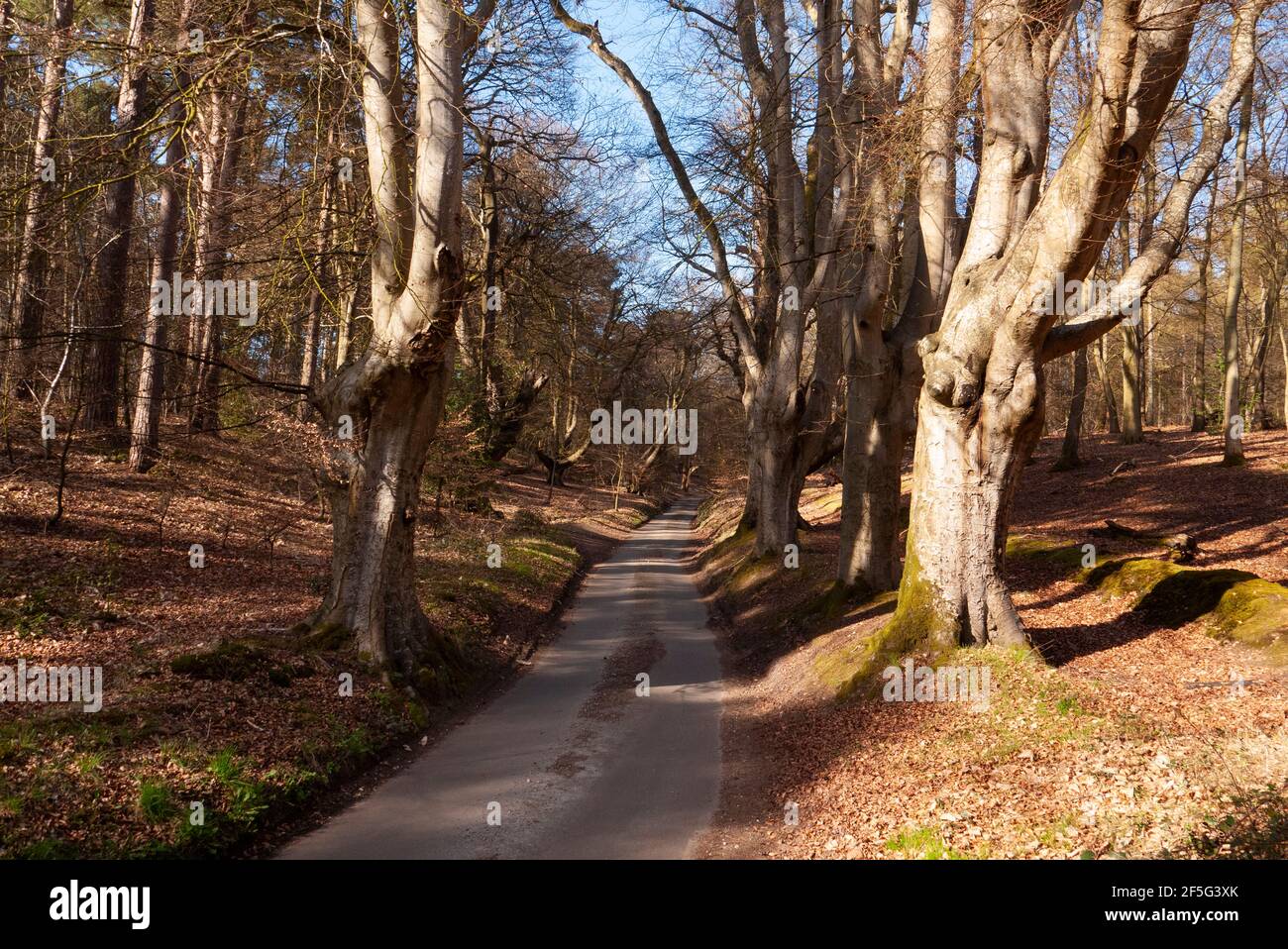 Road leading through beech trees near Felbrigg Hall, Norfolk Stock ...