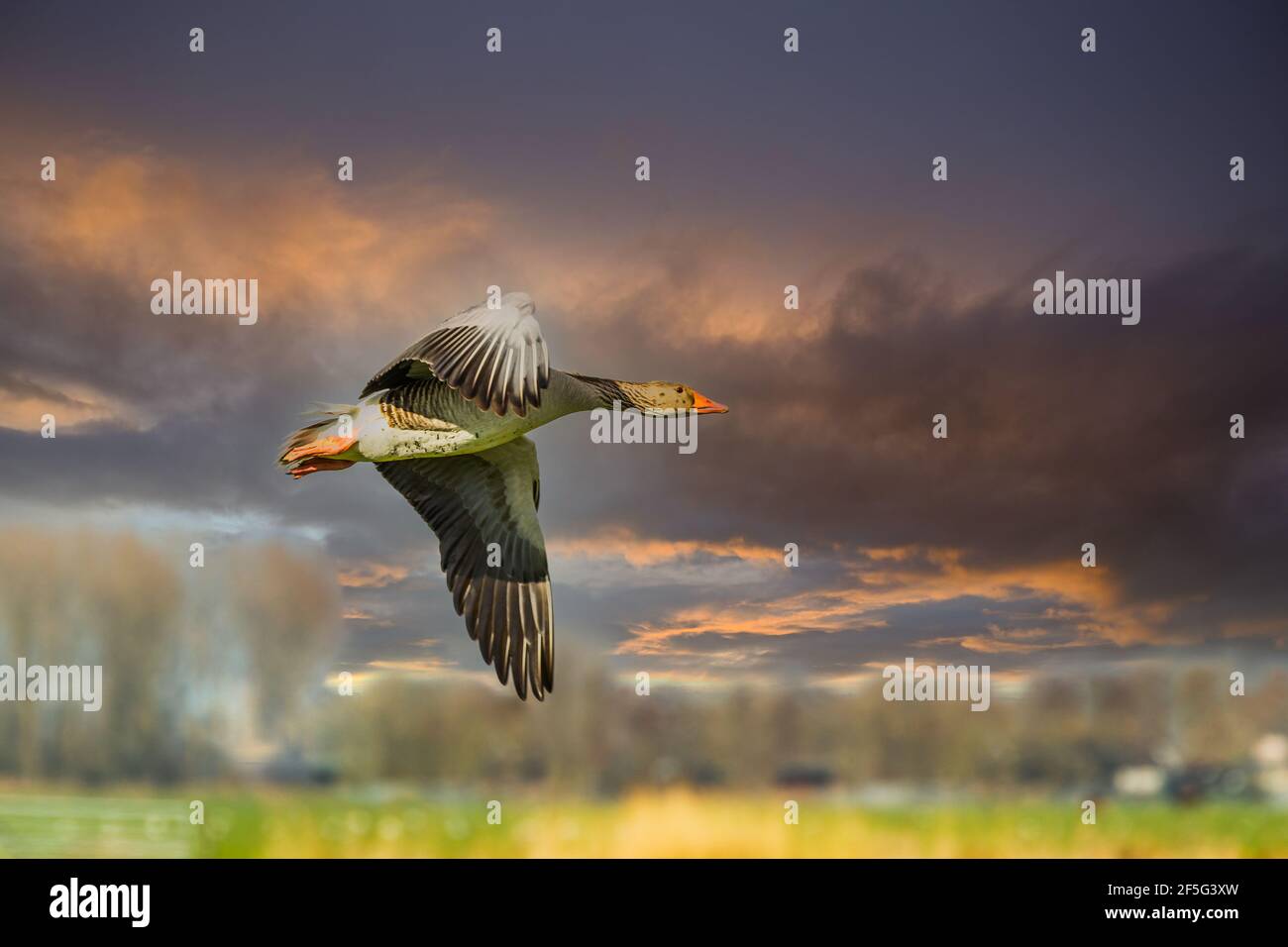 Attentive sighting hi-res stock photography and images - Alamy