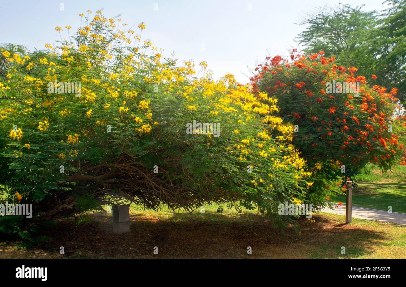 Blooming royal poinciana trees with yellow and red flowers. Flame trees ...