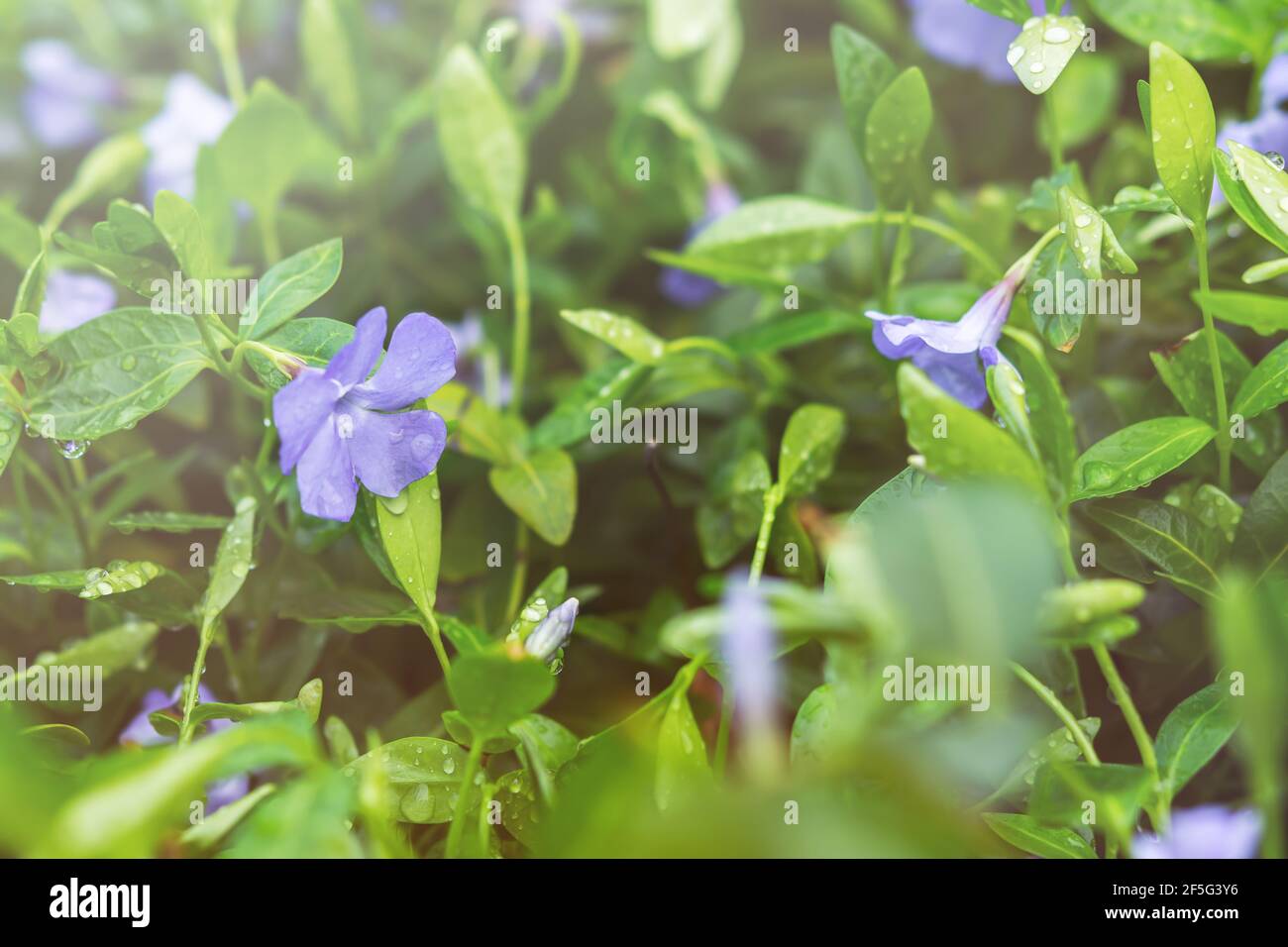 Blue periwinkle colours hi-res stock photography and images - Alamy