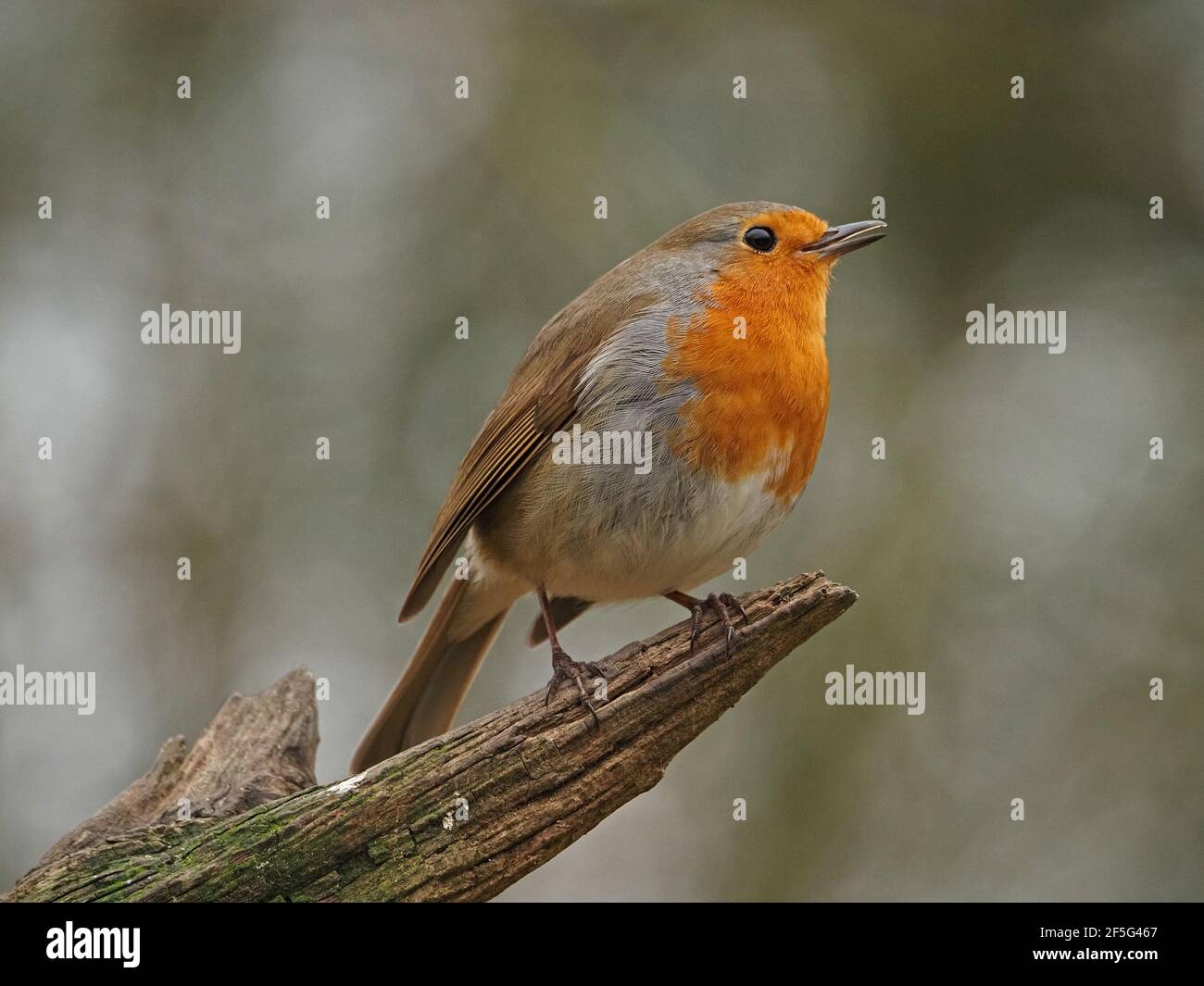 singing European Robin (Erithacus rubecula) with vivid orange breast ...