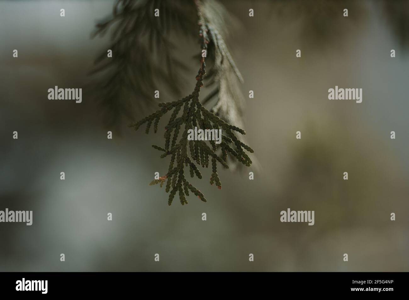 Alligator juniper hi-res stock photography and images - Alamy