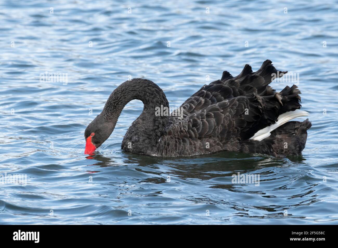 Black Swan at Riverside Park, Southampton Stock Photo - Alamy