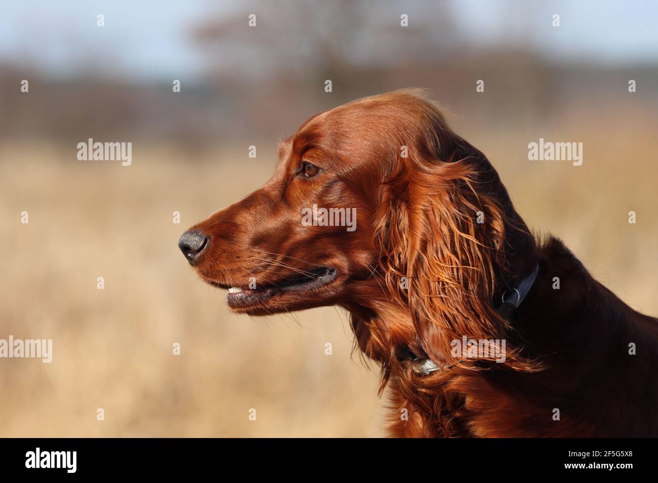 Funny irish setter dog hi-res stock photography and images - Alamy