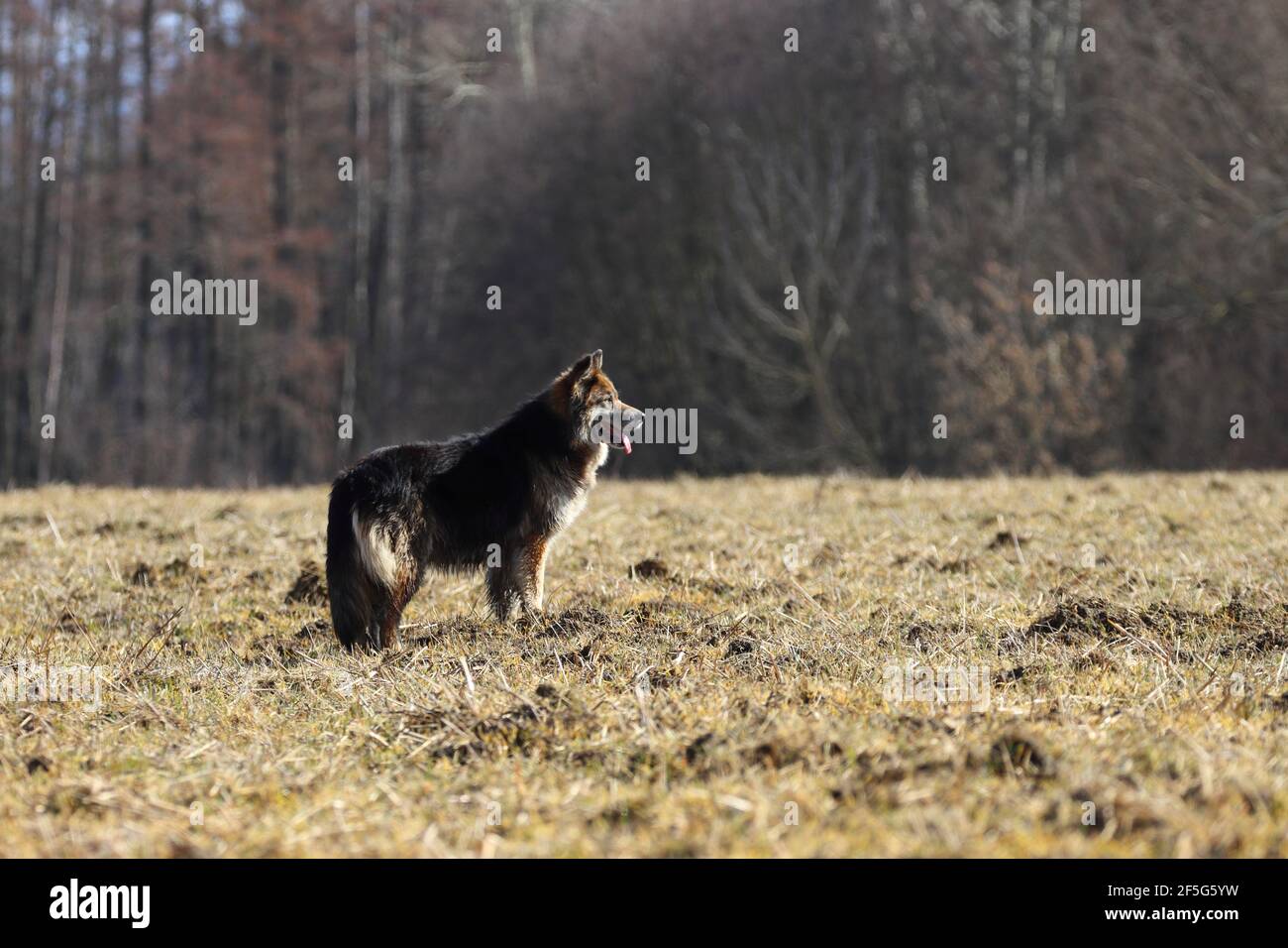 Shepherd dogs forest hi-res stock photography and images - Alamy