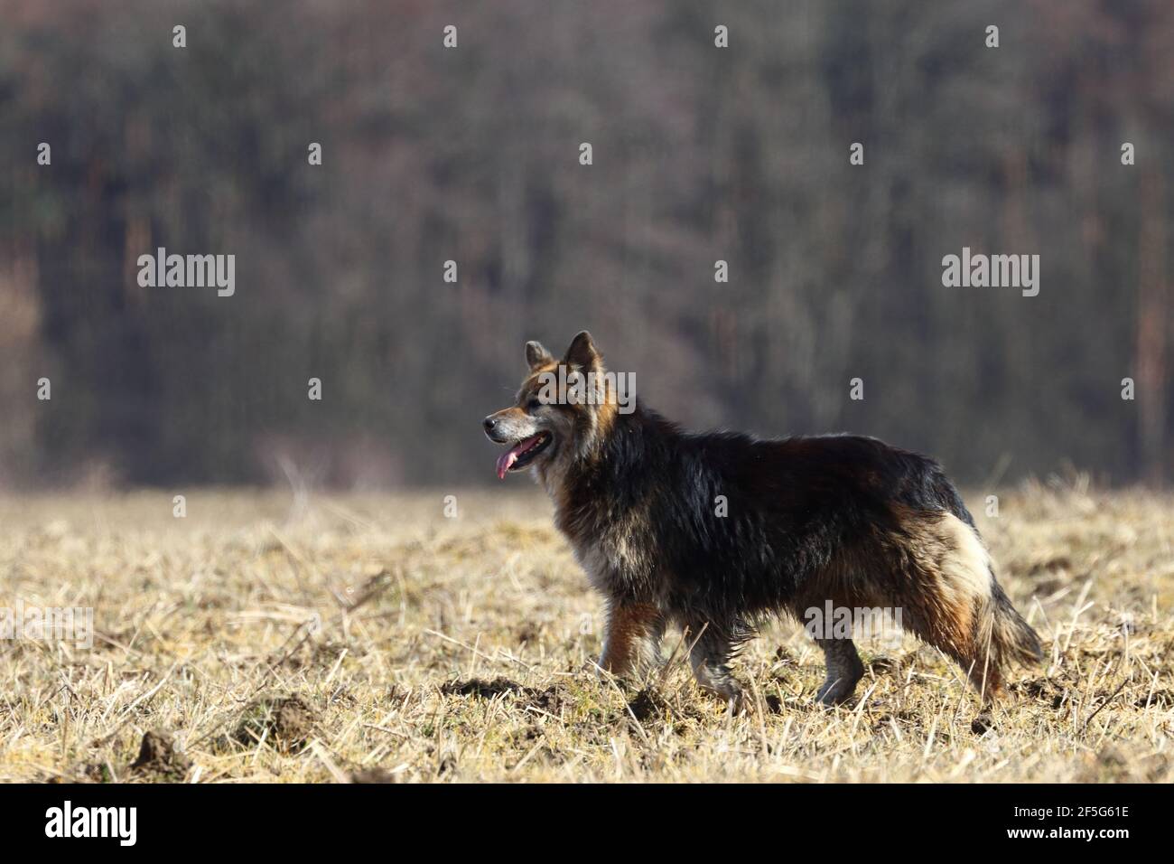 Shepherd dogs forest hi-res stock photography and images - Alamy