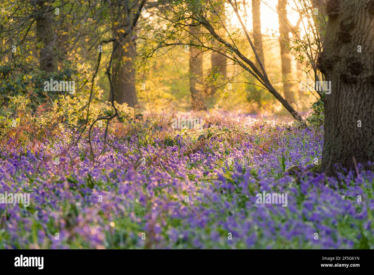 Bluebells in the woods, sunset in the forest in Uk Stock Photo - Alamy