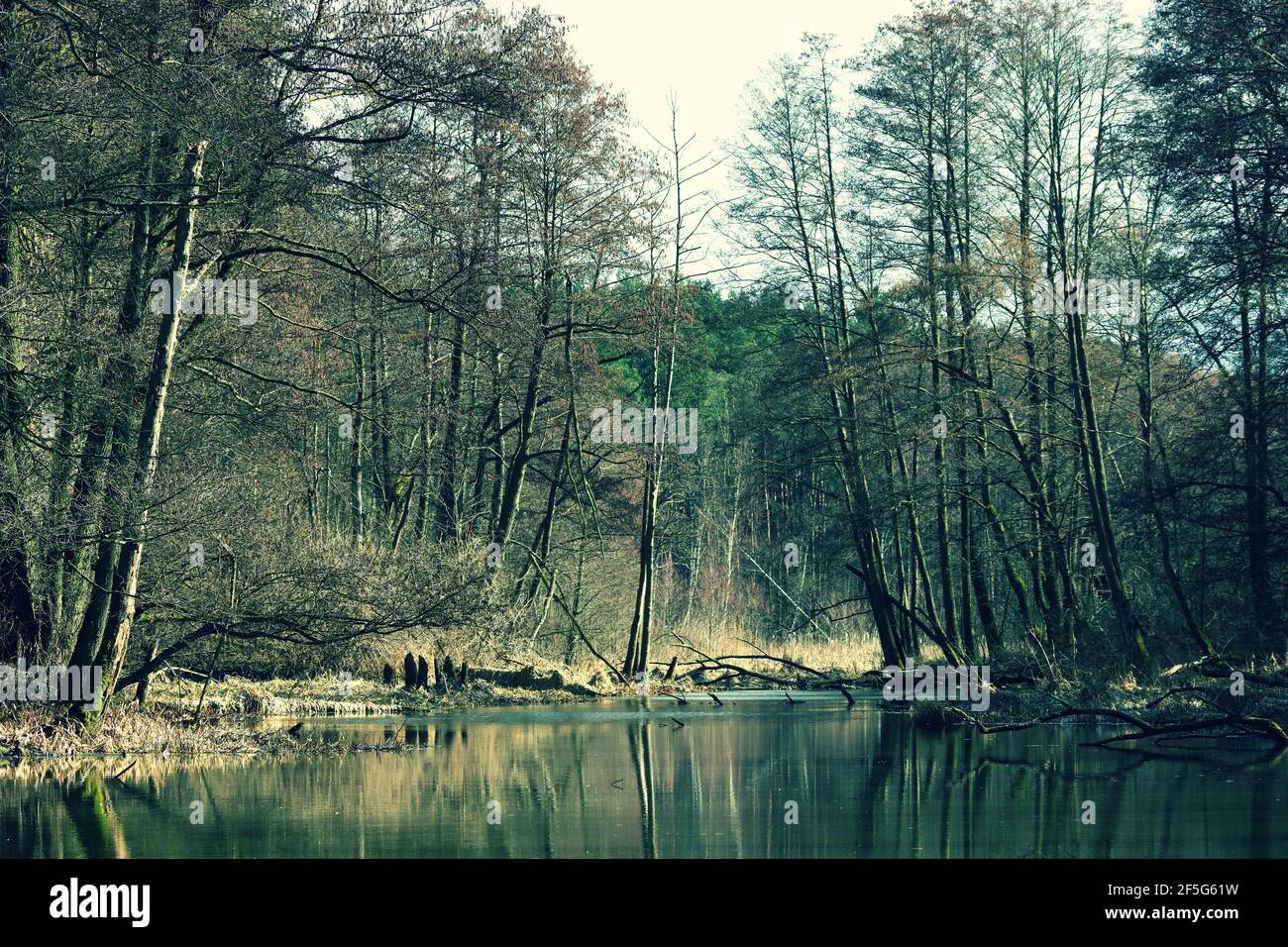 pond in forest Stock Photo - Alamy