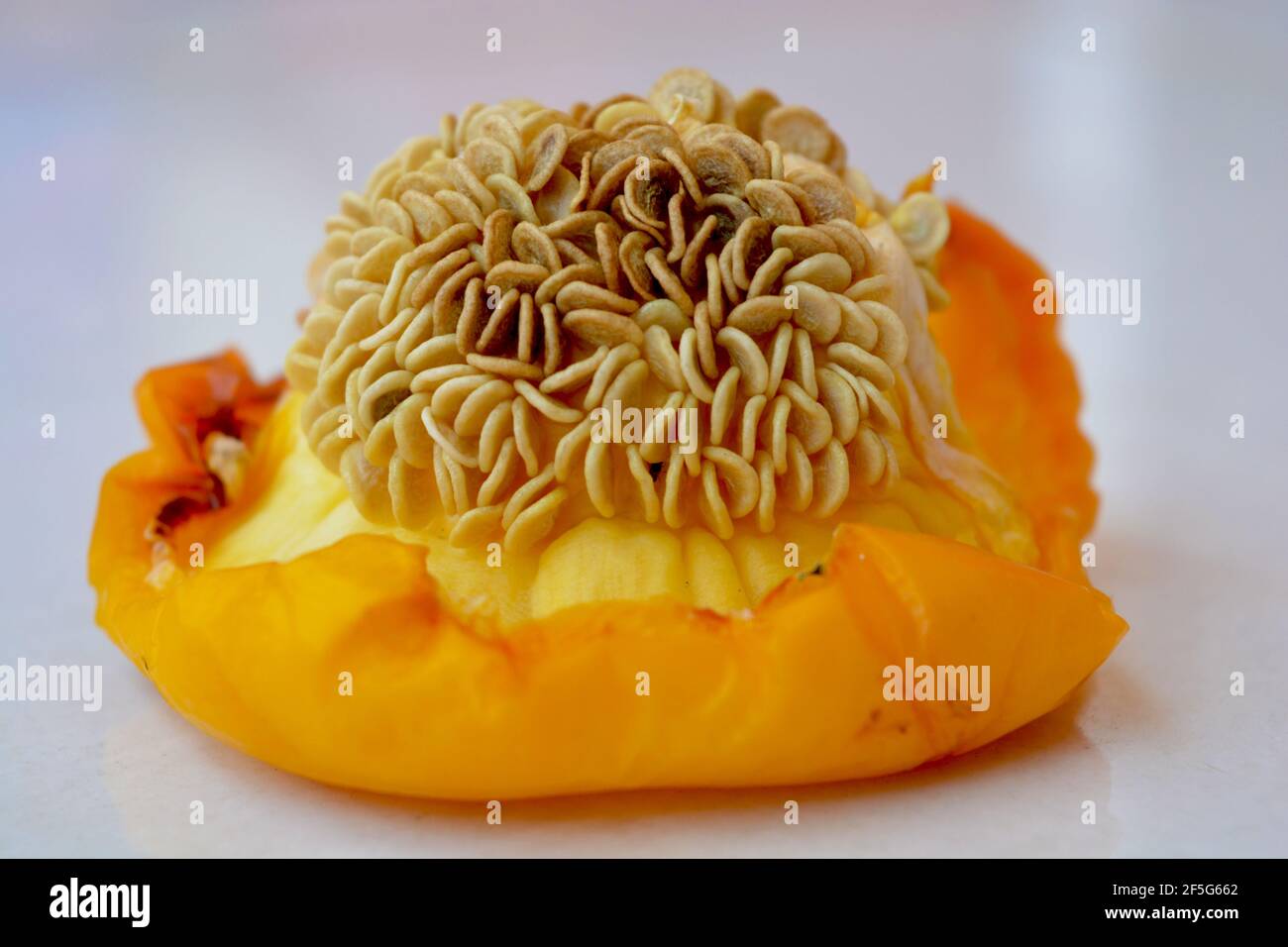 Capsicum seeds dry hi-res stock photography and images - Alamy