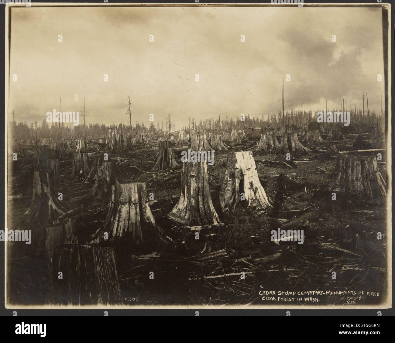 Cedar Stump Cemetery - Monuments of a Red Cedar Forest in Wash.. Darius ...