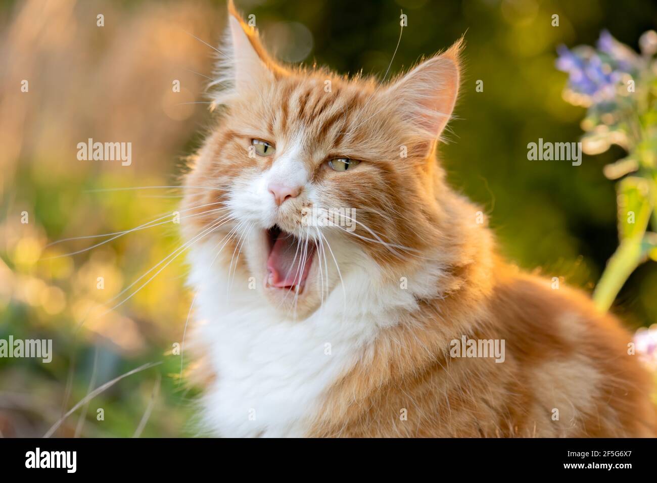 Head and shoulders close up of male ginger and white Maine coon cat ...