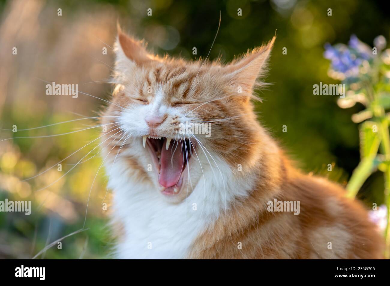 Head and shoulders close up of male ginger and white Maine coon cat ...