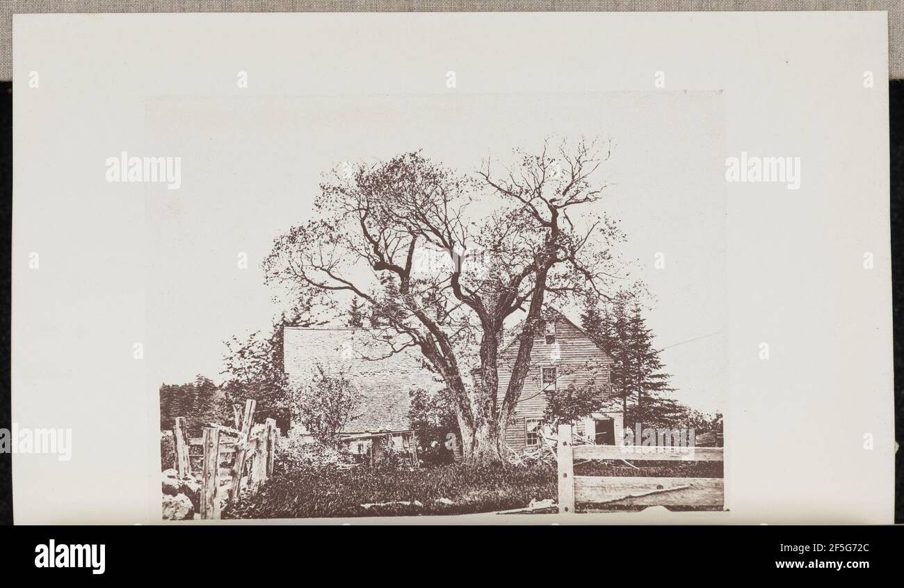 Old black mulberry tree hi-res stock photography and images - Alamy