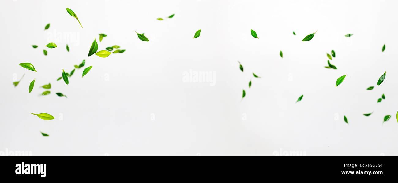 Collection of random green leaves falling in the air isolated on white ...