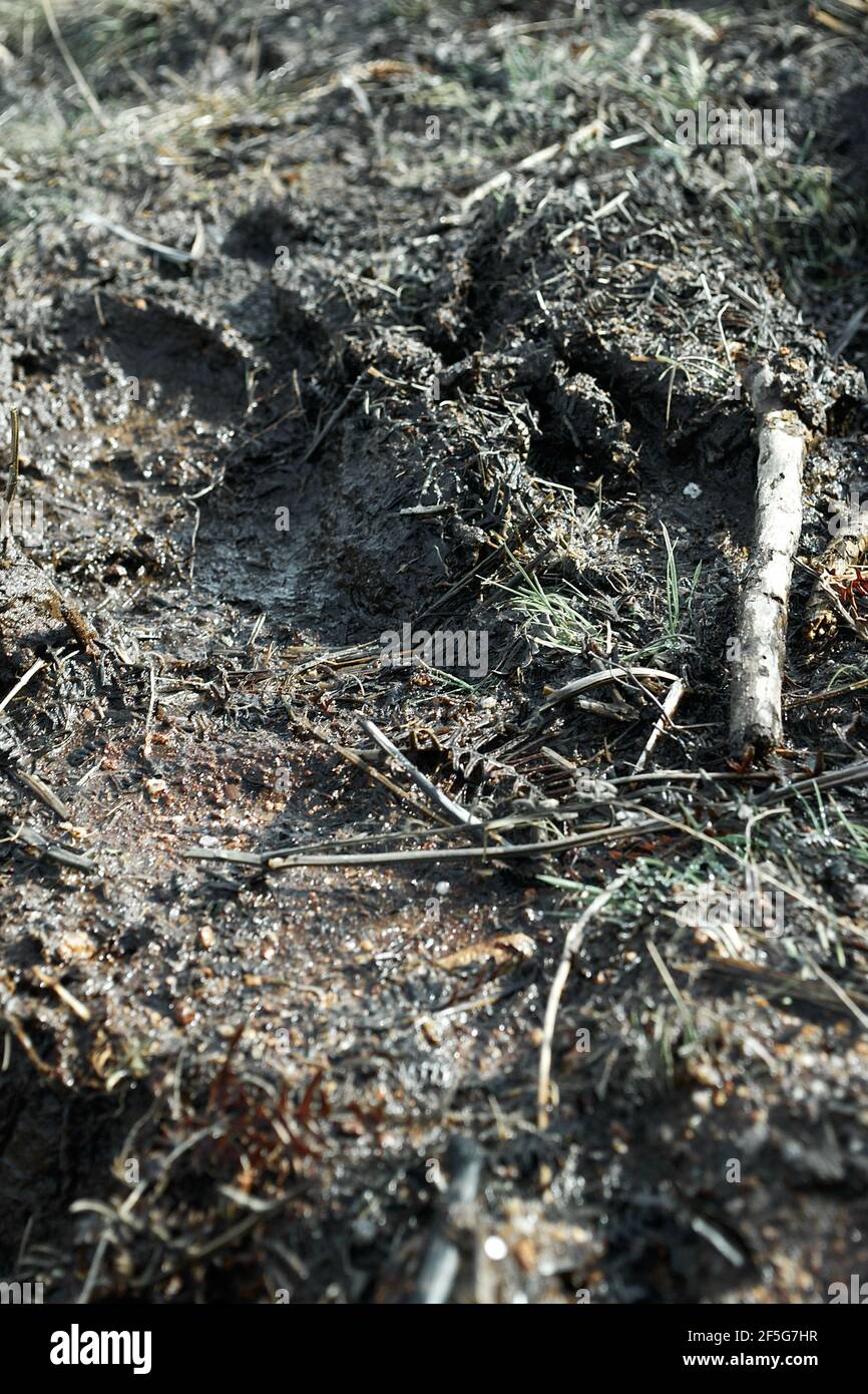 Muddy footprint in wet, squelchy bog Stock Photo - Alamy