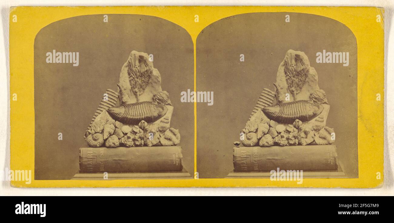 Silurian Fossils. Wenlock formation, Dudley. Unknown Stock Photo - Alamy