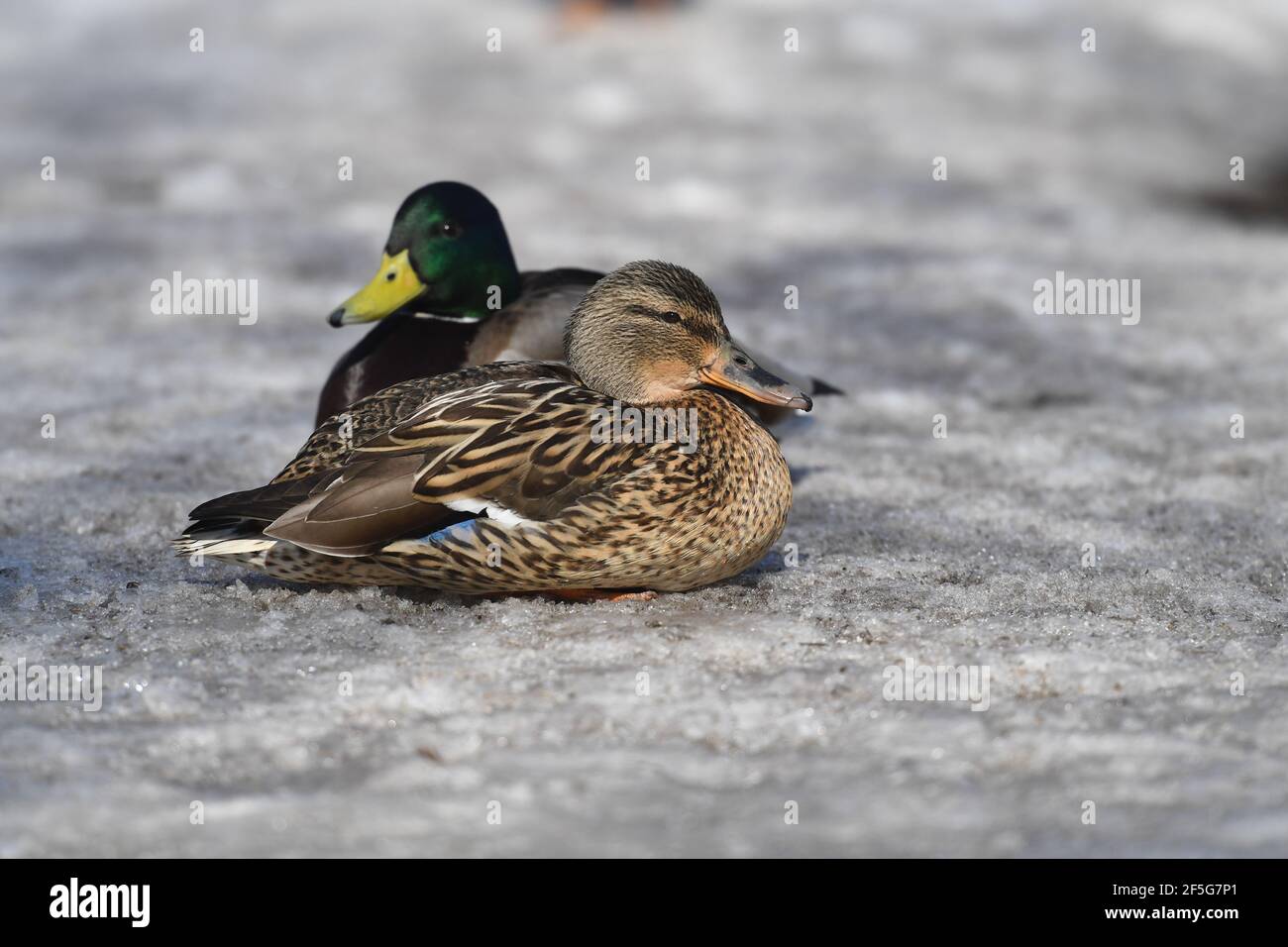 Russia, Moscow. Ducks in a park Stock Photo - Alamy