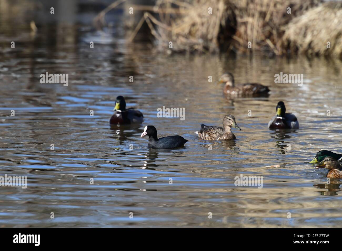 Russia, Moscow. Ducks on the Yauza River Stock Photo - Alamy