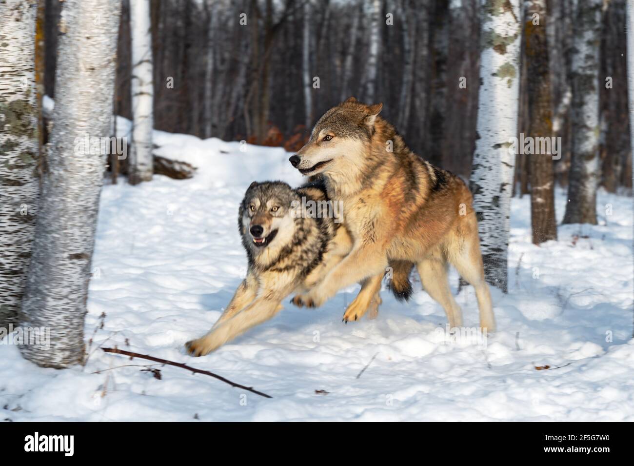Running Wolves In The Woods