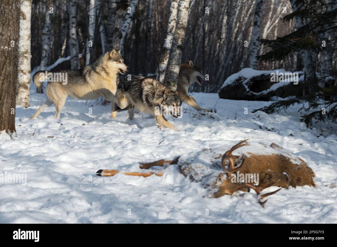 Grey wolf tail up hi-res stock photography and images - Alamy