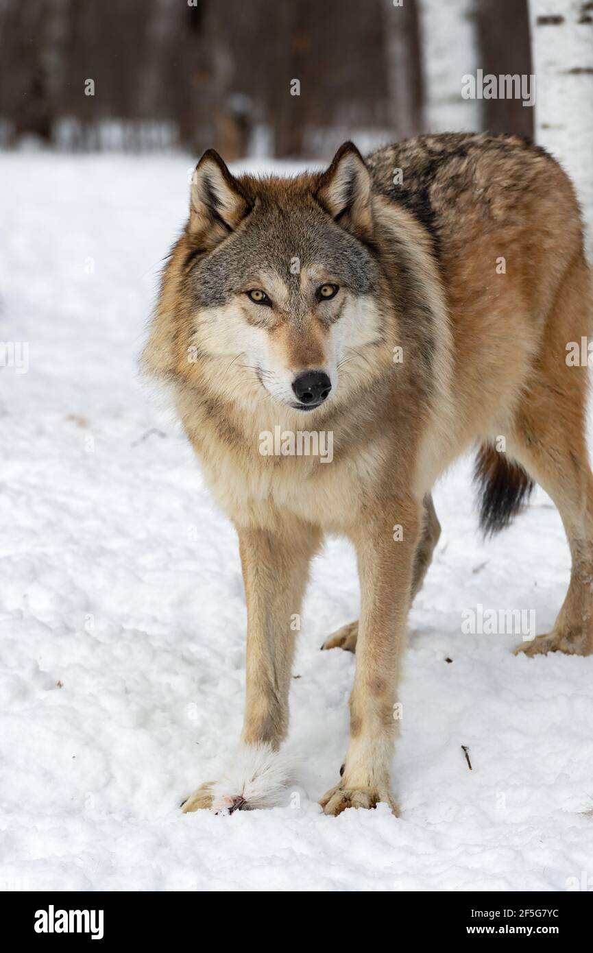 Grey Wolf (Canis lupus) Stands with Tuft of Deer Fur Between Paws ...