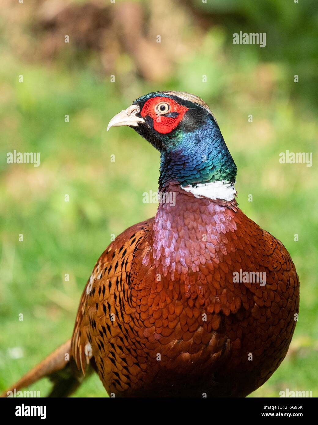 Ring necked pheasants hi-res stock photography and images - Alamy