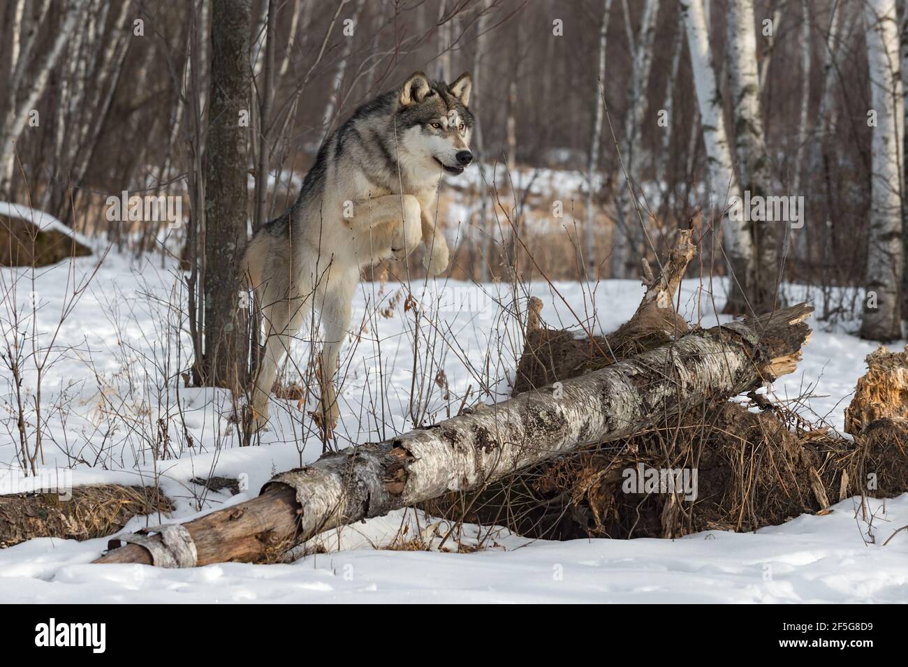 Leaping over fallen tree hi-res stock photography and images - Alamy