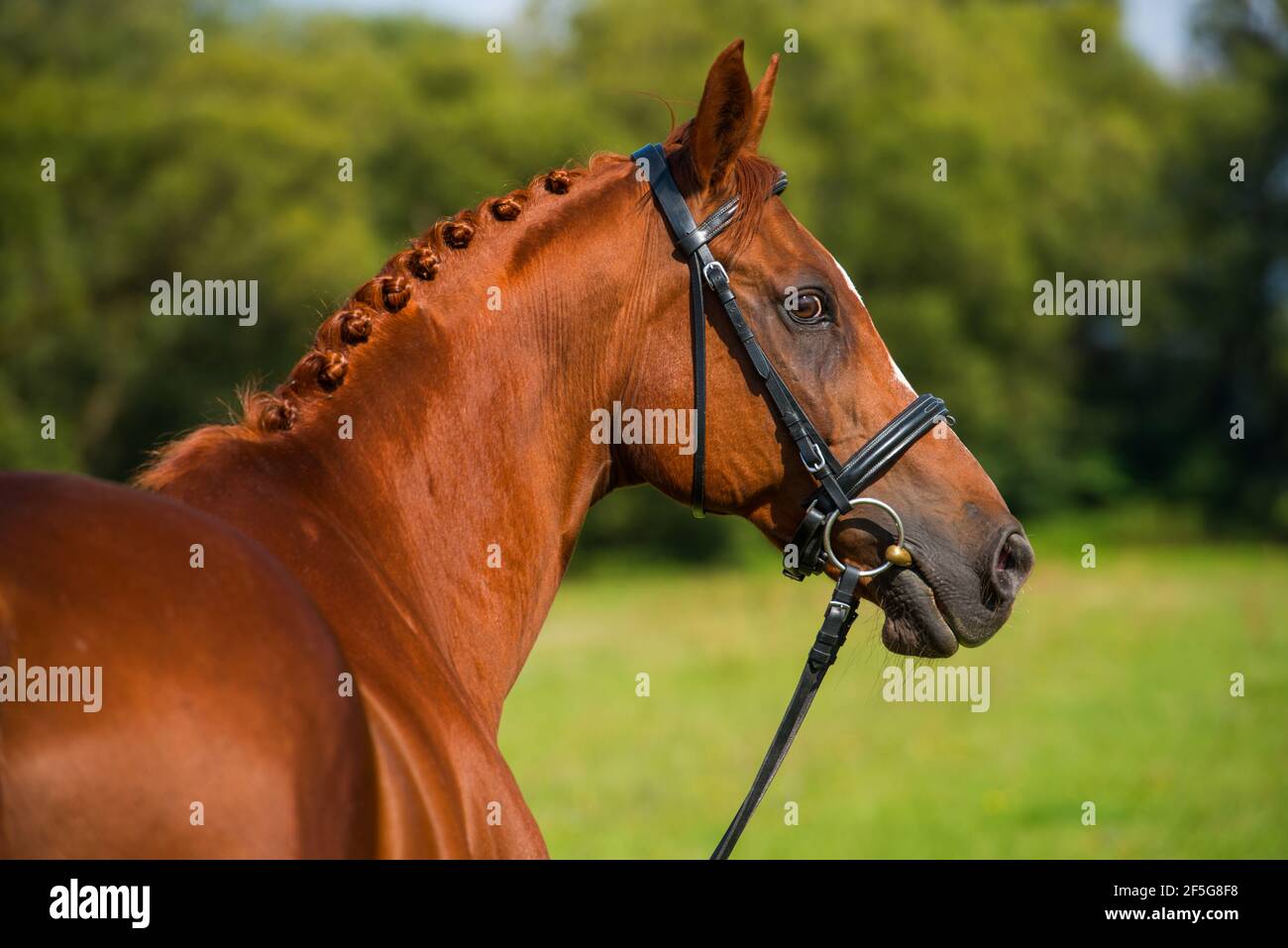 Hanoverian horse hi-res stock photography and images - Alamy