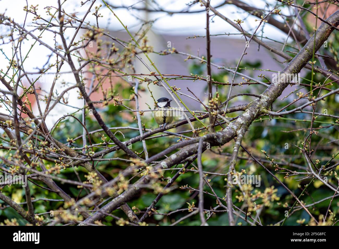 Female great tit (Parus major), Lancashire, England, UK Stock Photo - Alamy