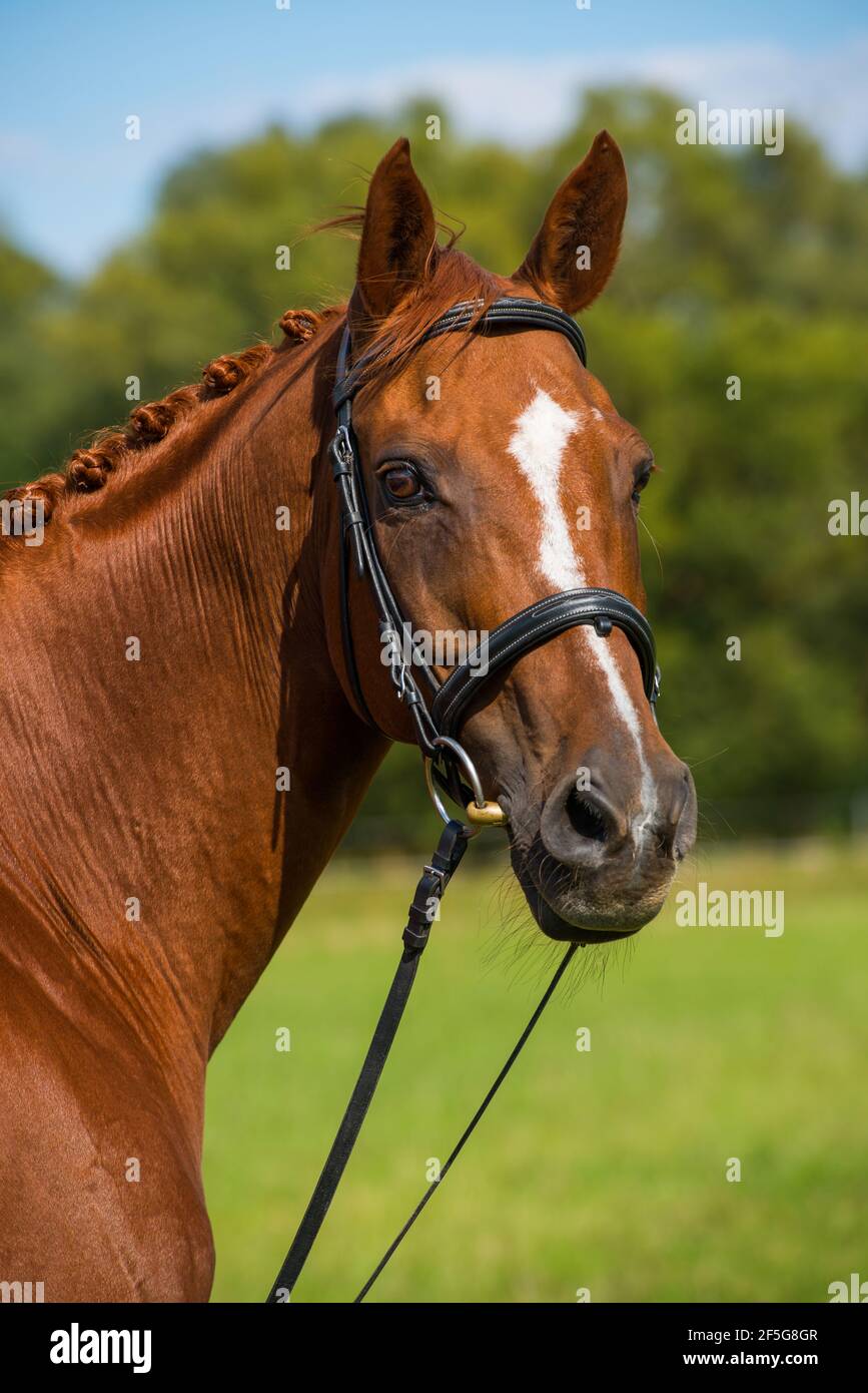 Hanoverian horse in a summer meadow Stock Photo - Alamy