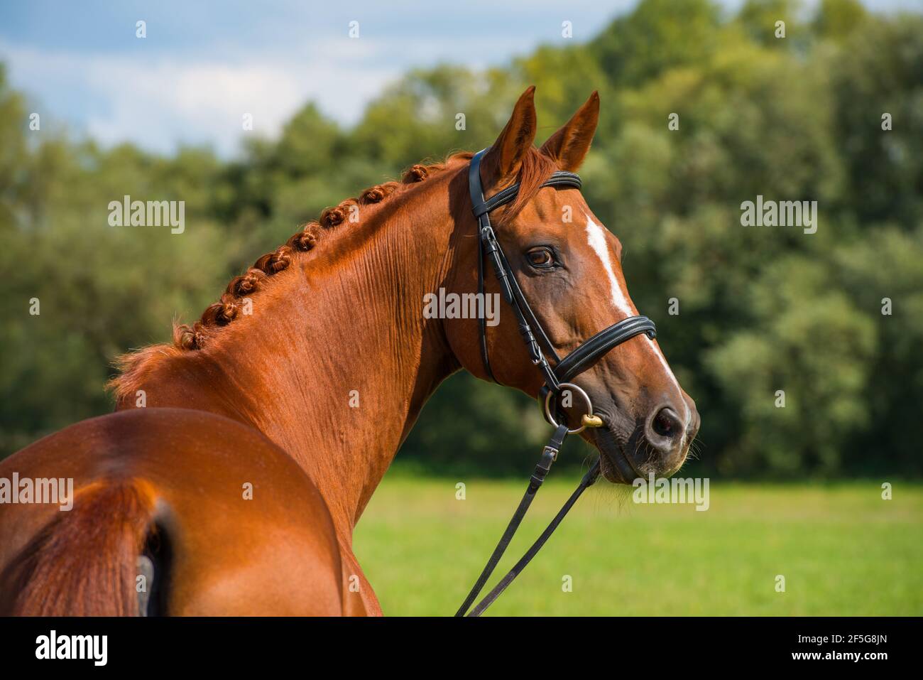 Hanoverian horse hi-res stock photography and images - Alamy
