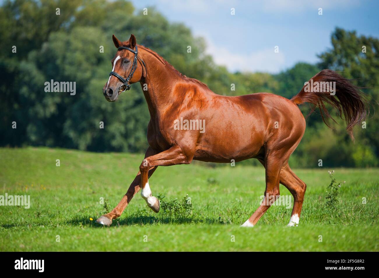 Hanoverian horse in a summer meadow Stock Photo - Alamy