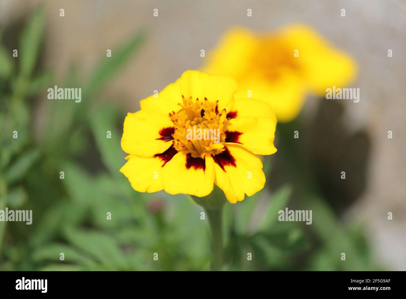 a beautiful yellow marigold flower closeup in the flower garden in ...