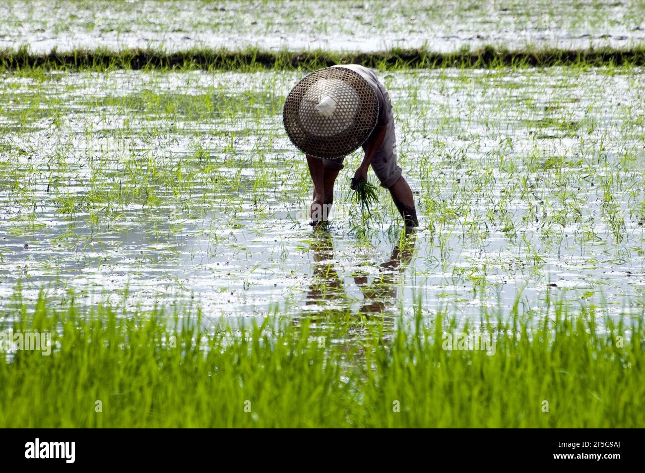 Wet rice fileds hi-res stock photography and images - Alamy