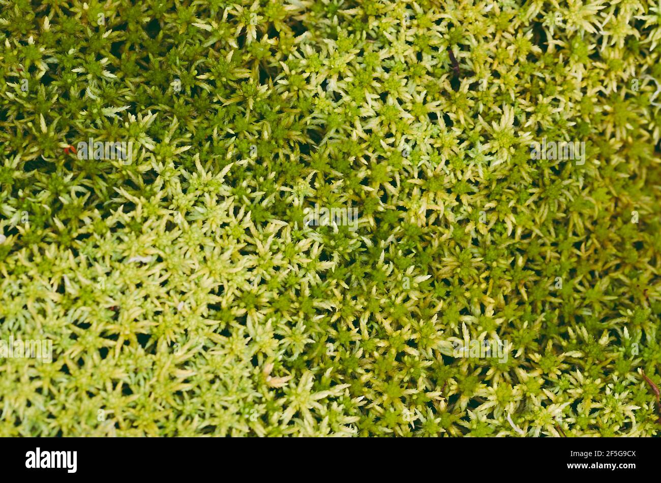 Moss texture. Moss background. Copy space. Natural backgrounds Stock ...