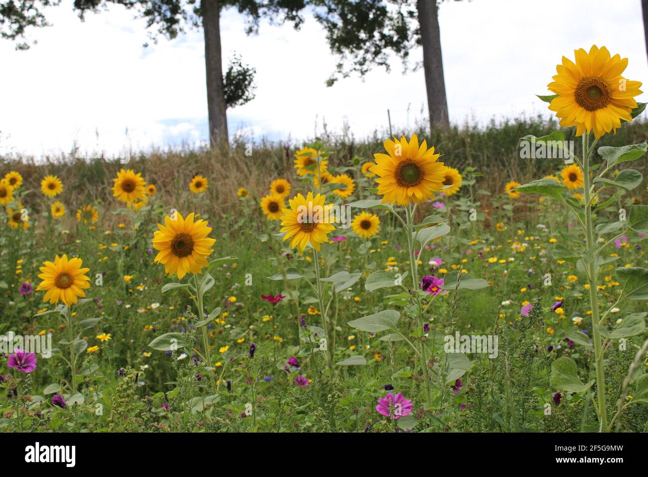 a beautiful flowery field margin with yellow sunflowers, rose, malva ...