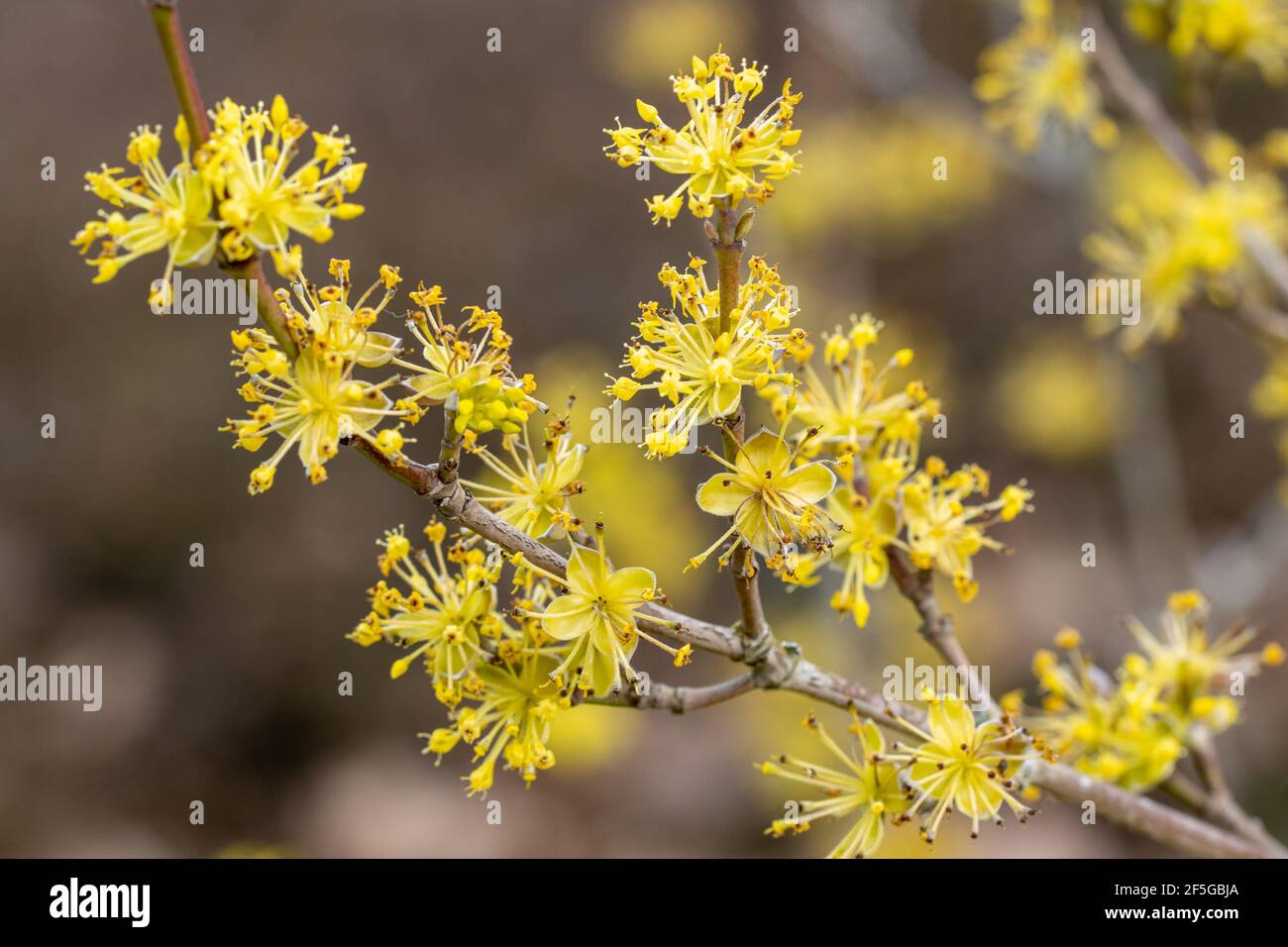 Cornus officinalis shrub in full flower in spring Stock Photo - Alamy