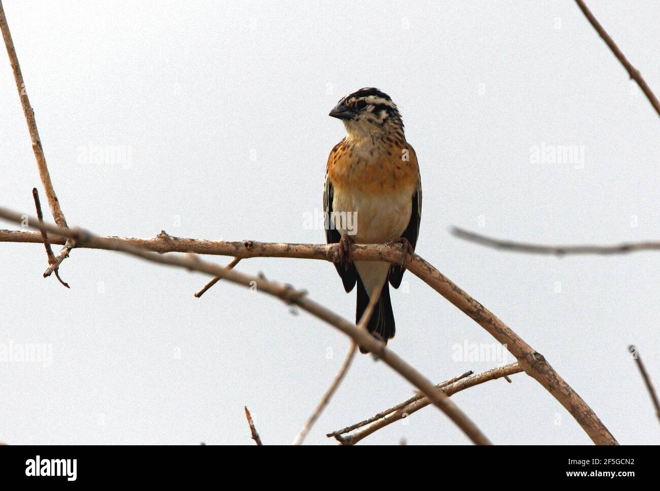 Long-tailed Paradise-whydah (Vidua paradisaea) female/non-breeding male ...
