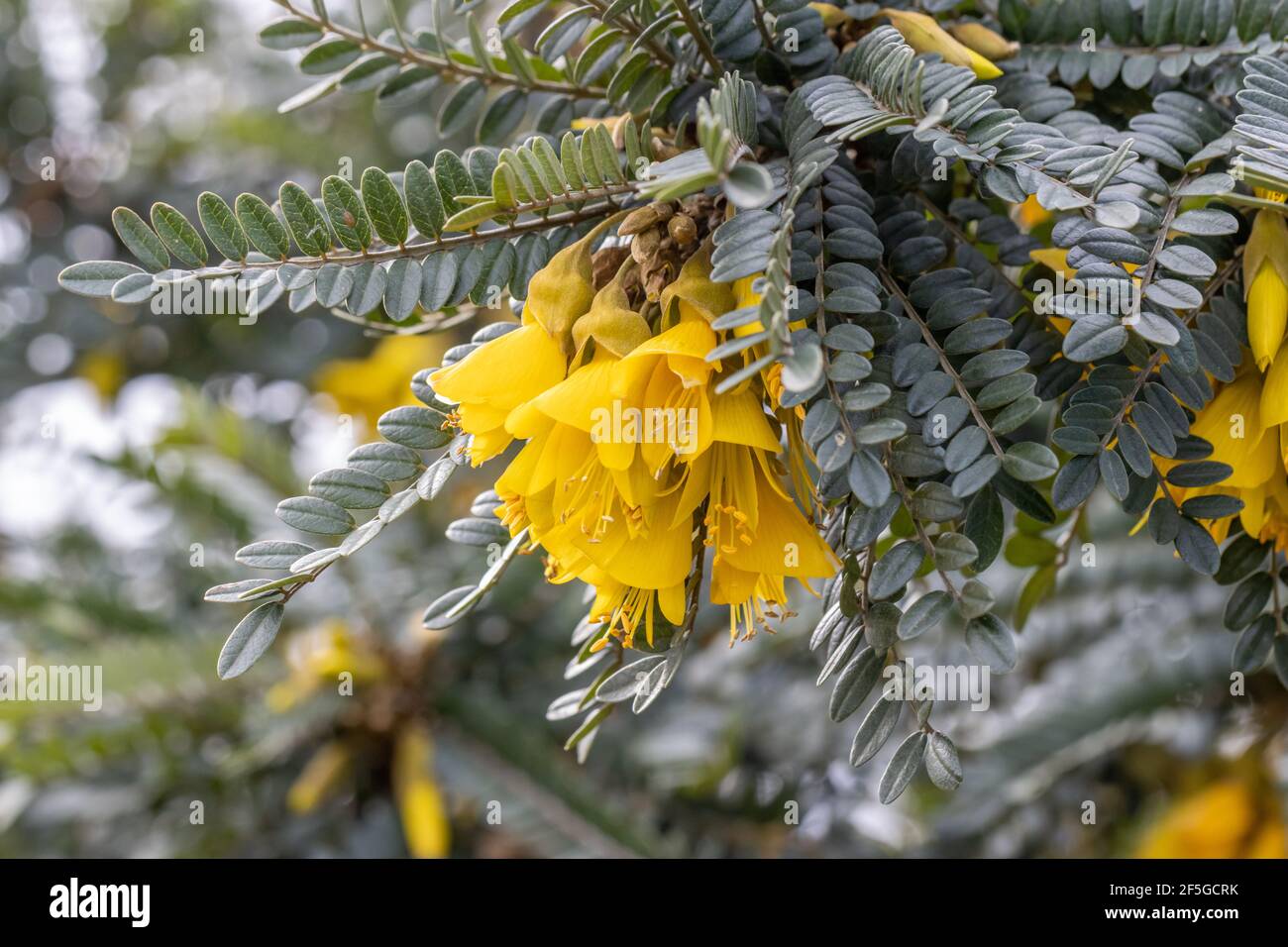 Close up bright yellow Sophora Sun King in spring with nice background ...