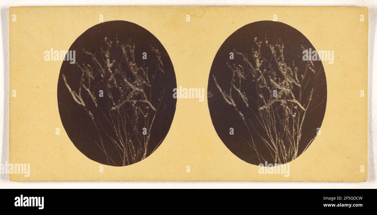 Microscopic flora hi-res stock photography and images - Alamy